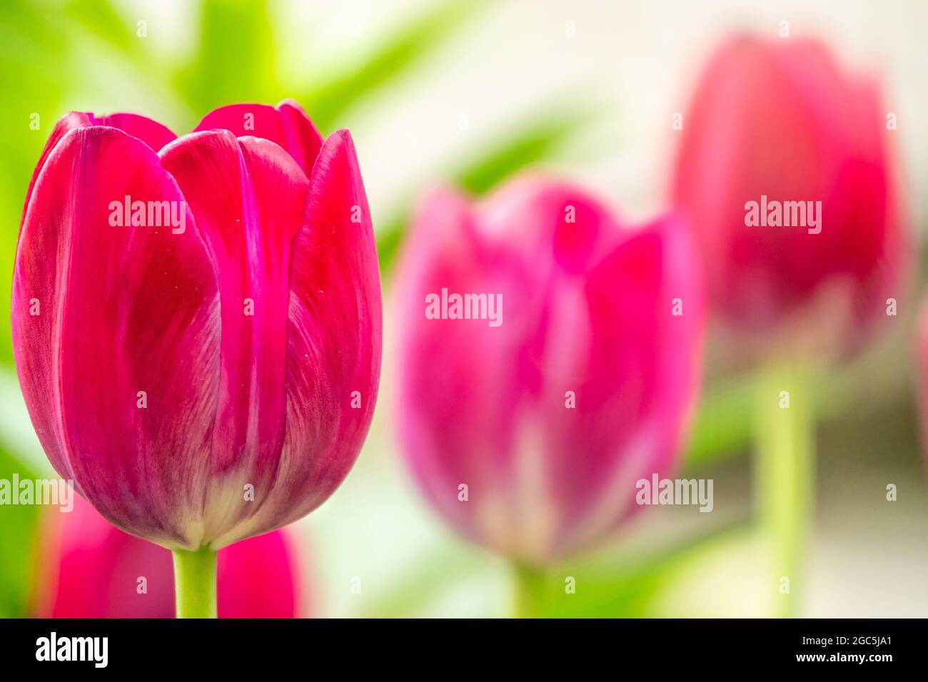 Colorful red tulips blossom in spring. Natural sprintime background ...