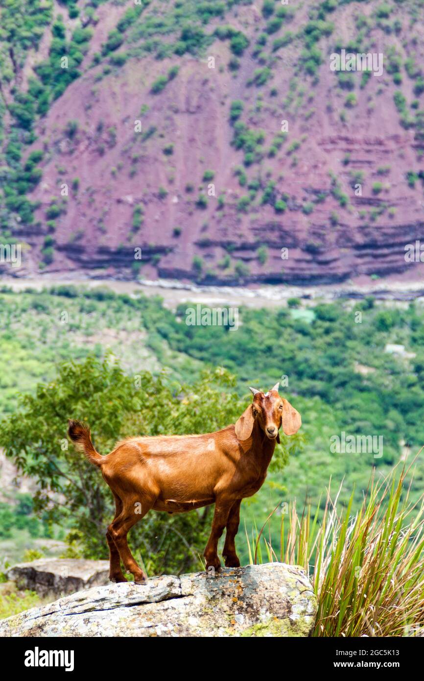 Goat overlooking the canyon of river Chicamocha in Colombia Stock Photo ...