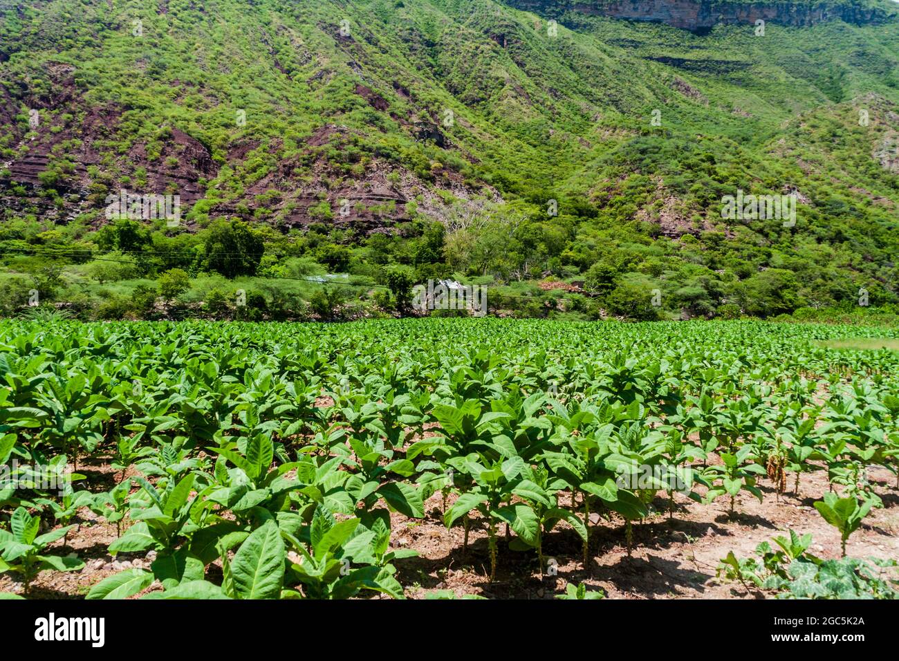 Tobacco farm in Santander department of Colombia Stock Photo - Alamy