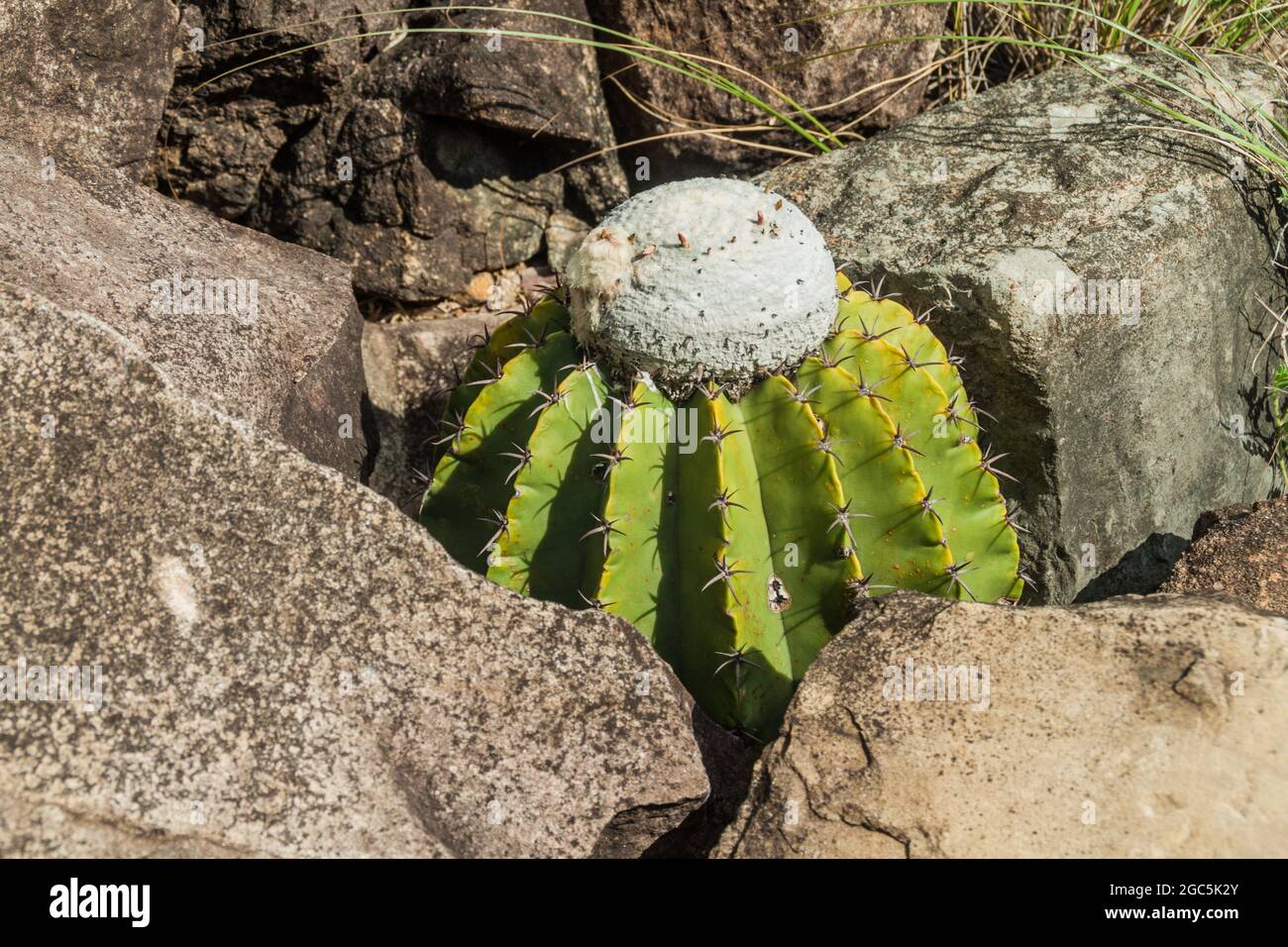 Cactus in Chicamocha river canyon in Colombia Stock Photo - Alamy