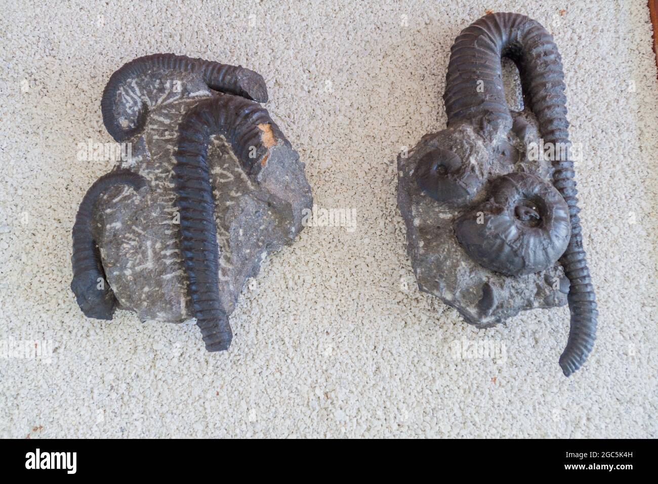 Fossilised specimen of Lituites Littuus near Villa de Leyva in Colombia ...