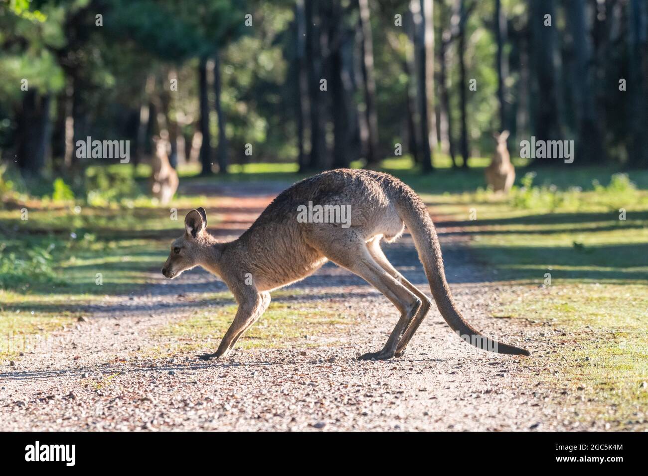 Kangaroo moving slowly crossing over a walking path Stock Photo - Alamy