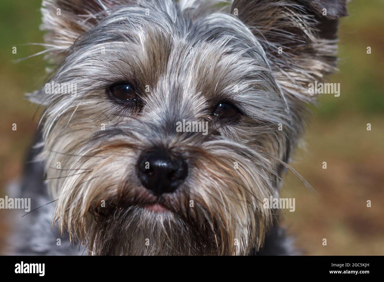 cute Yorkshire terrier puppy posing for a portrait Stock Photo - Alamy