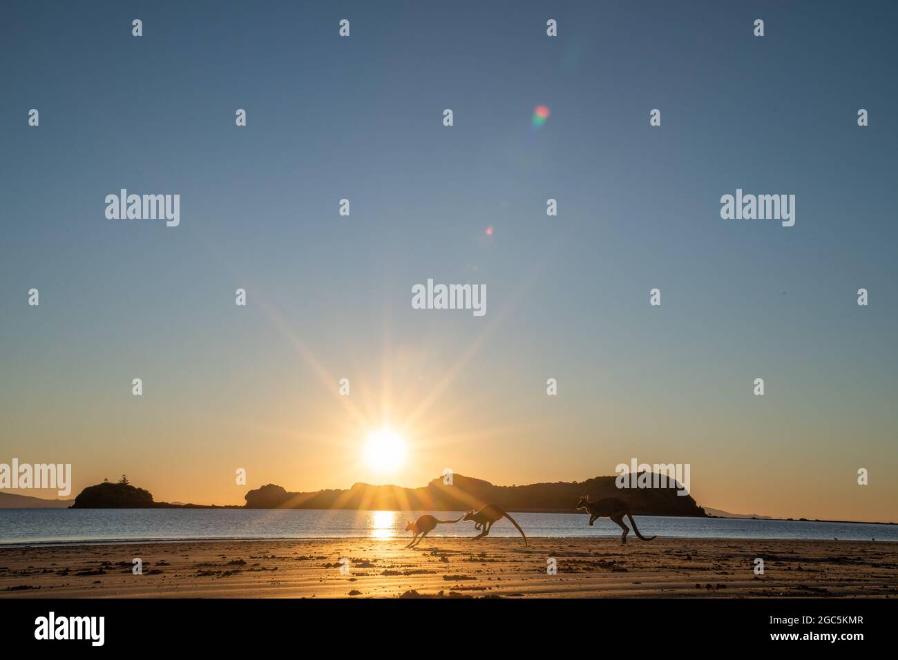 Multiple wallaby silhouettes on the beach at sunrise while chasing each ...