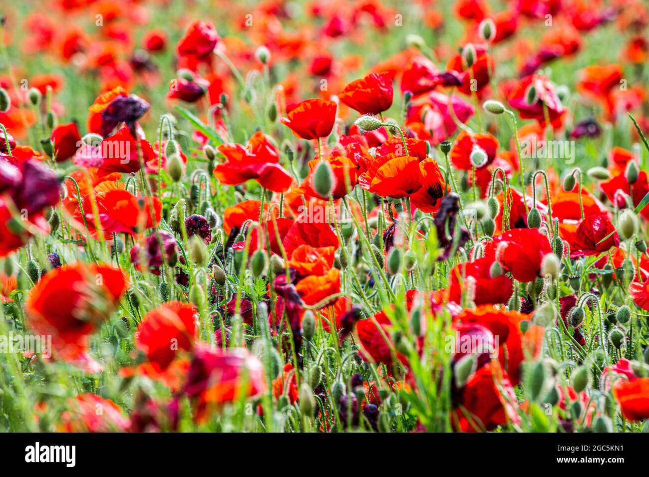 Beautiful poppy fields seen hi-res stock photography and images - Alamy
