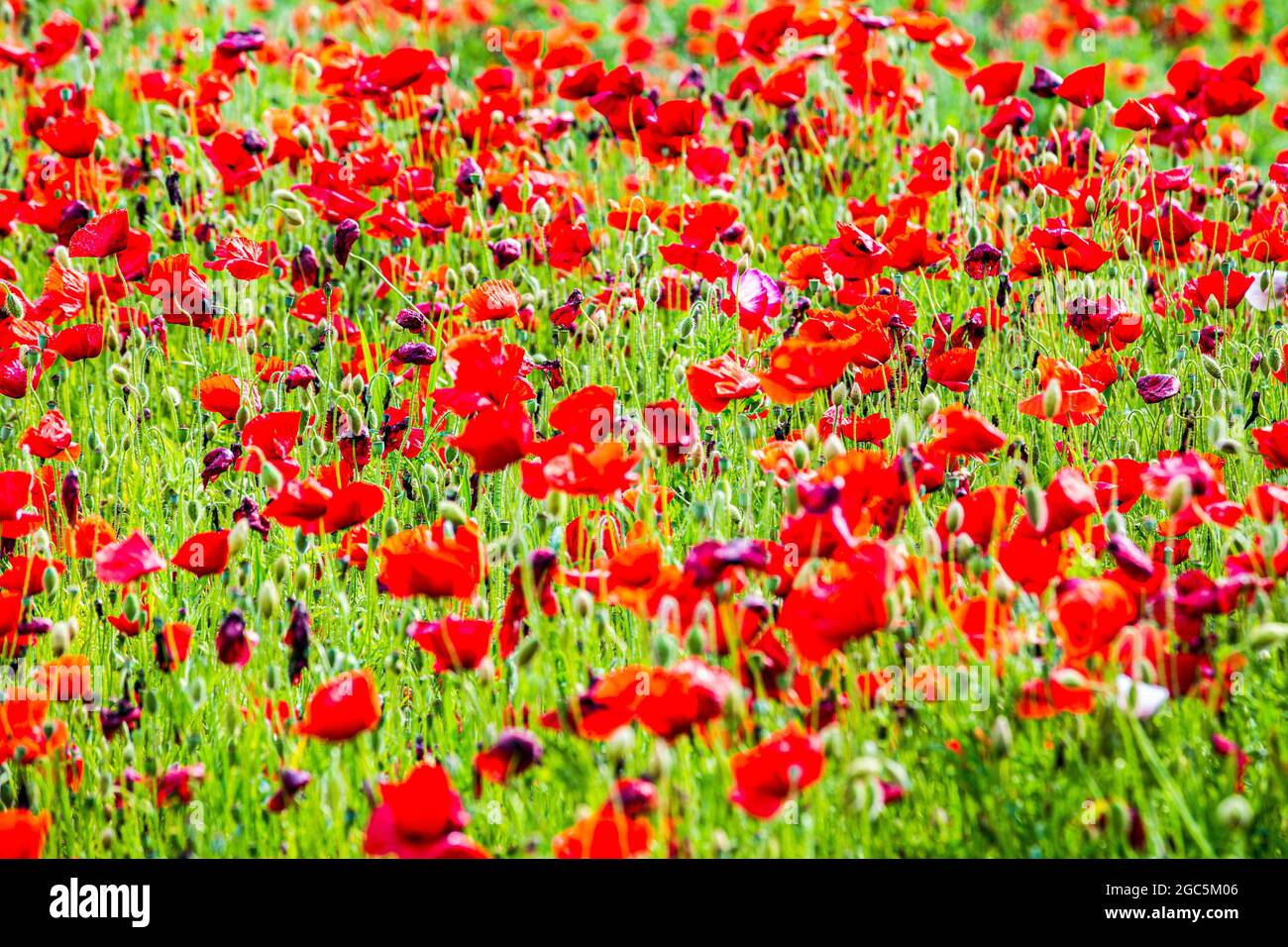 Beautiful poppy fields seen in Malterdingen. Poppies are herbaceous ...