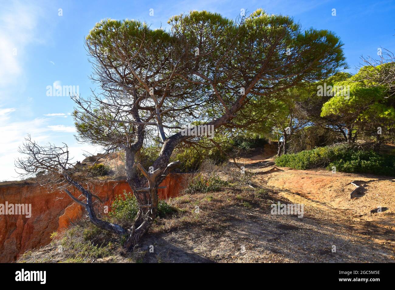 Tree on the cliffs in Algarve, Portugal Stock Photo - Alamy
