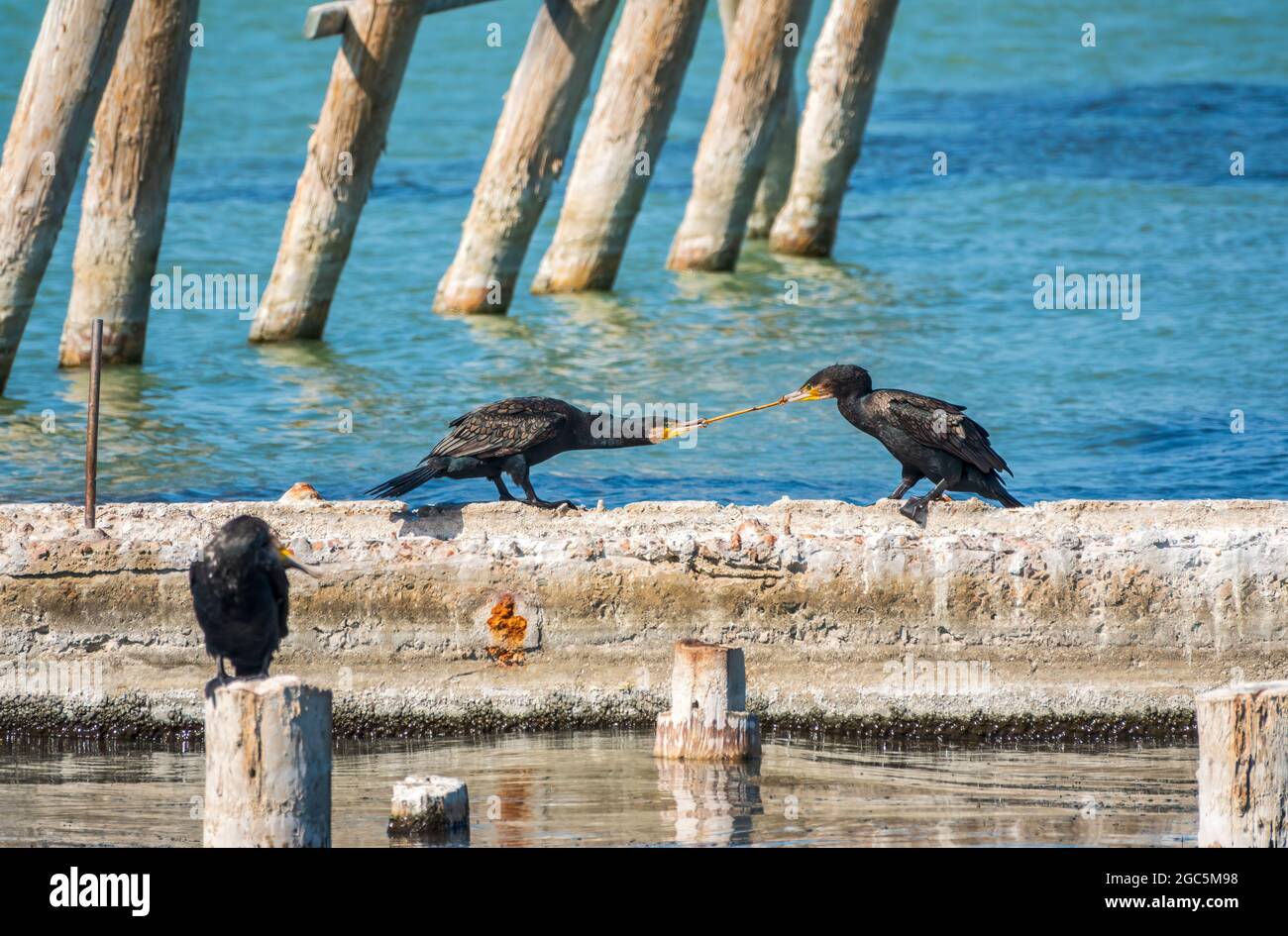 Two cormorants are pulling a stick. Two cormorants are playing on the ...