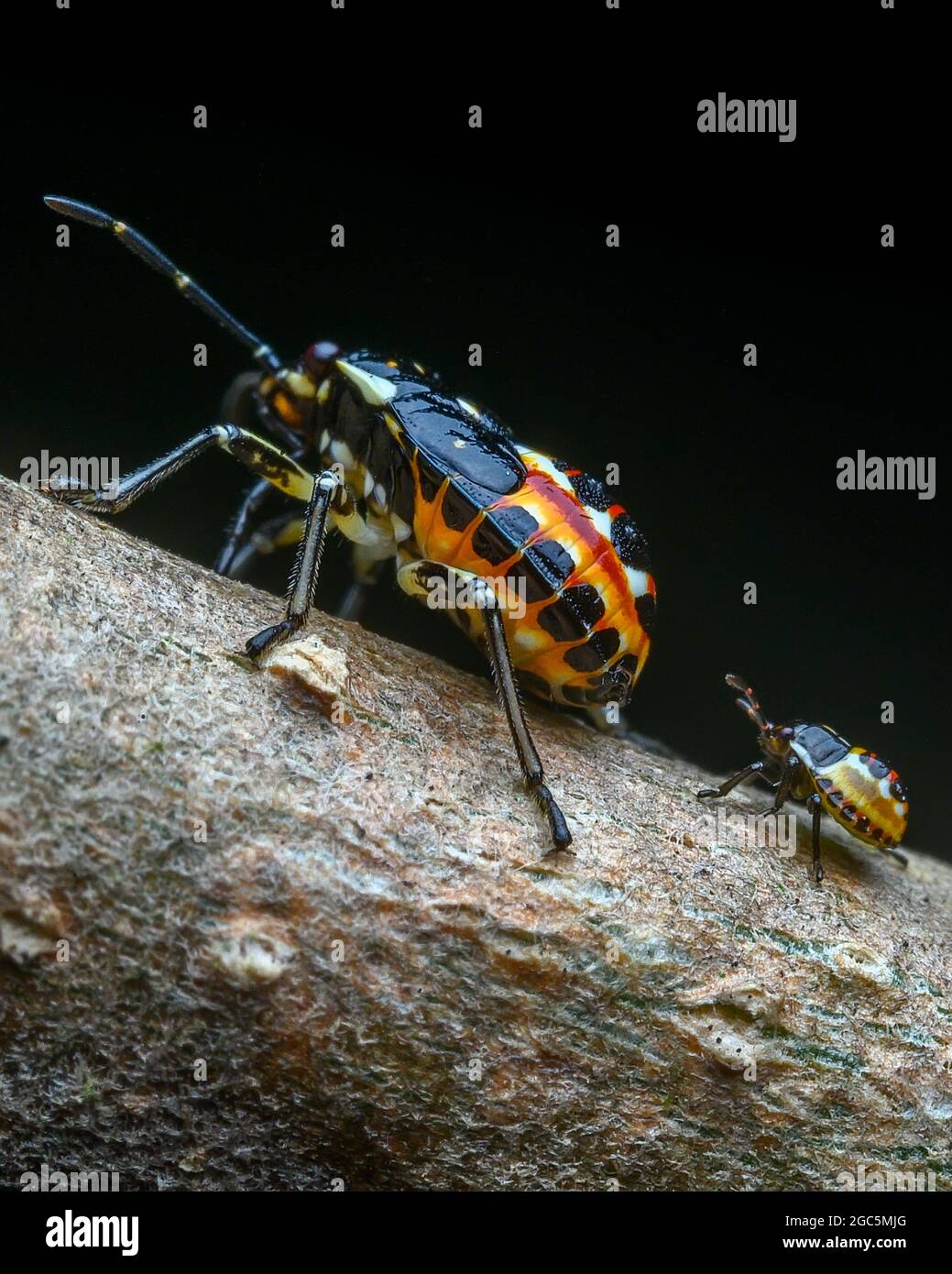 Insects in kerala hi-res stock photography and images - Alamy