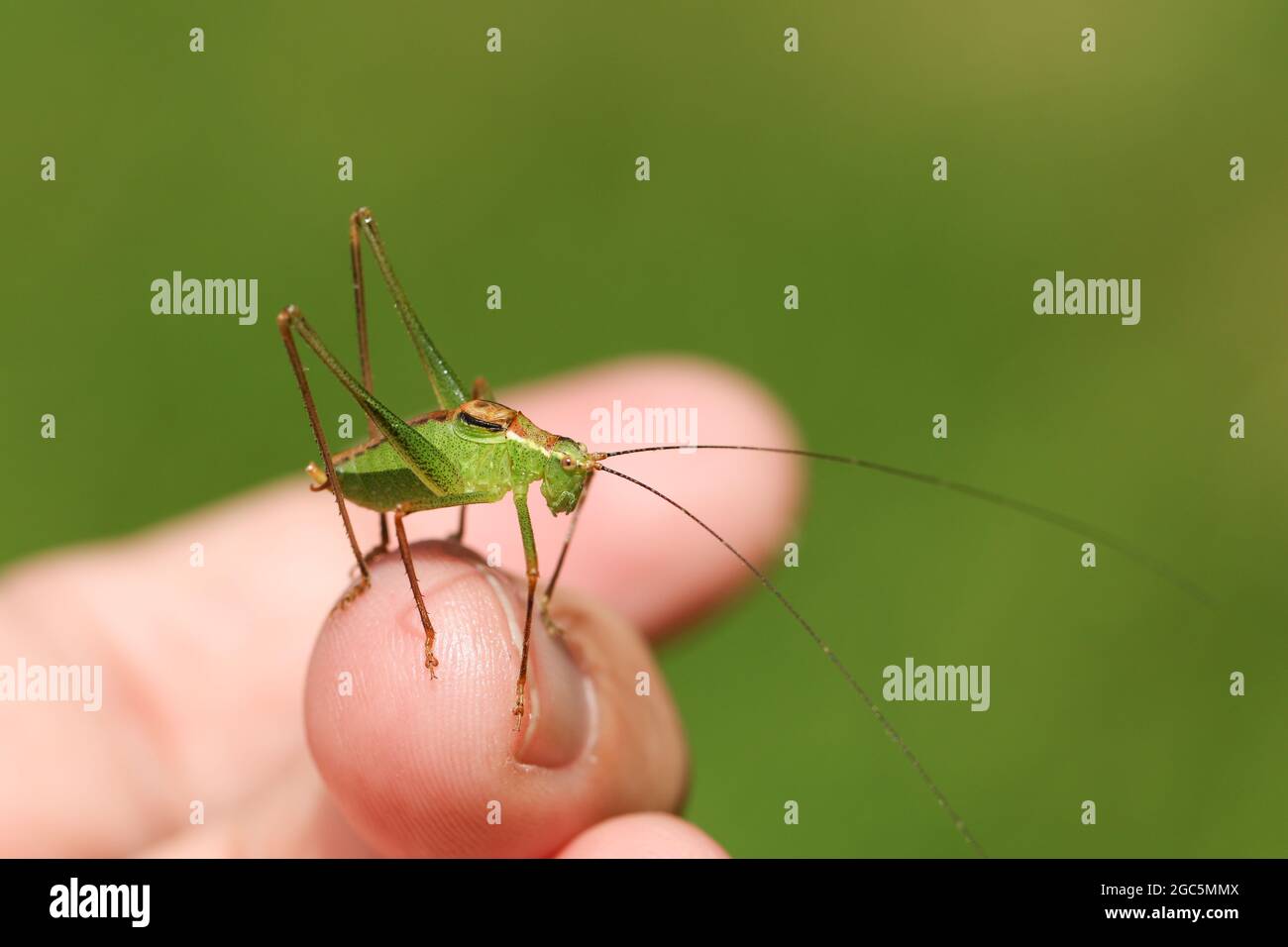 A Long Winged Cone-head Cricket, Conocephalus fuscus, sitting on a ...