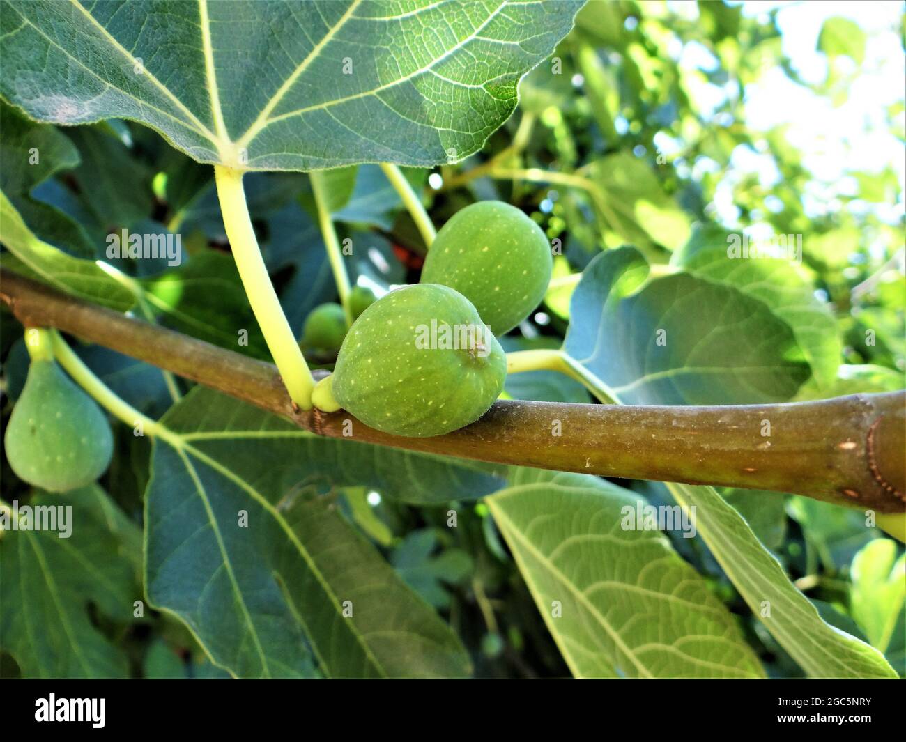 Gree fruits hi-res stock photography and images - Alamy