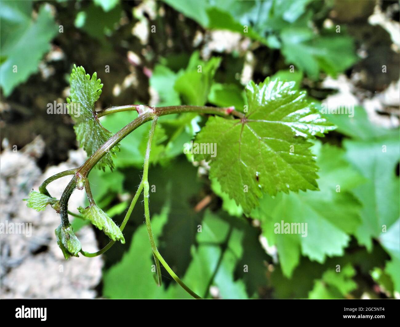 Selective focus shot of Vitis vine in the garden Stock Photo - Alamy