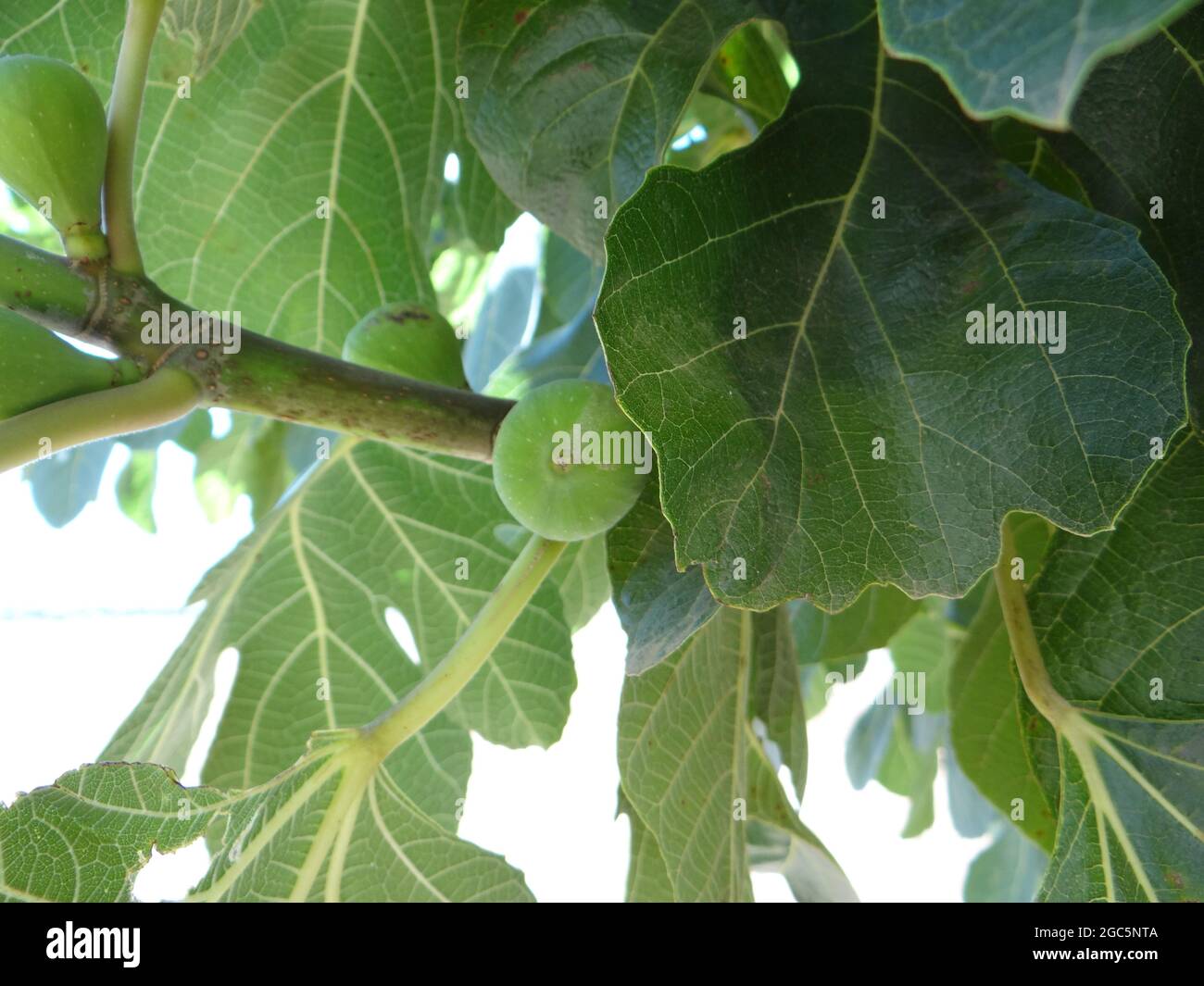 Closeup of a fig tree green fruits in the garden Stock Photo - Alamy