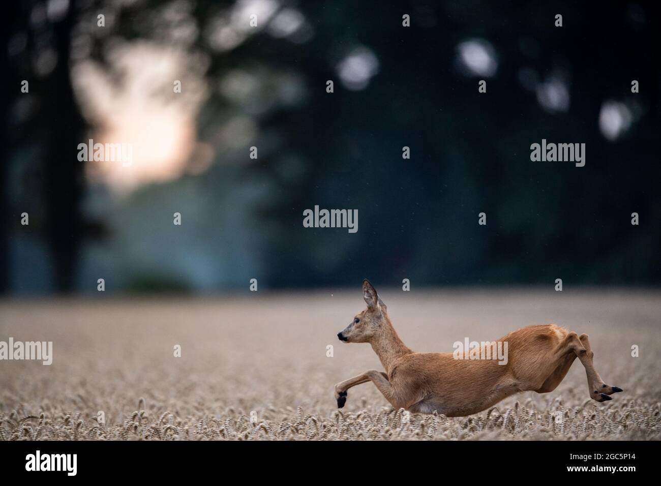 Vechta, Germany. 07th Aug, 2021. A deer jumps up out of a cornfield ...