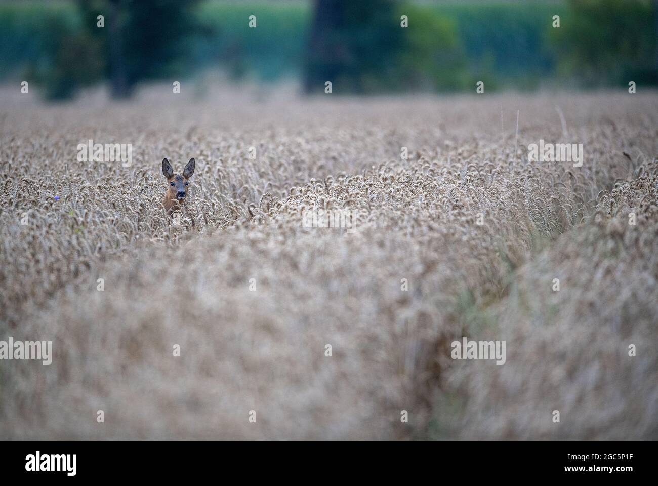 Vechta, Germany. 07th Aug, 2021. A deer rises from a cornfield before ...