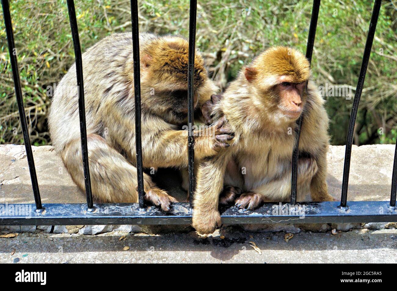 Barbary monkey near St. Michael's Cave in Gibraltar Stock Photo - Alamy