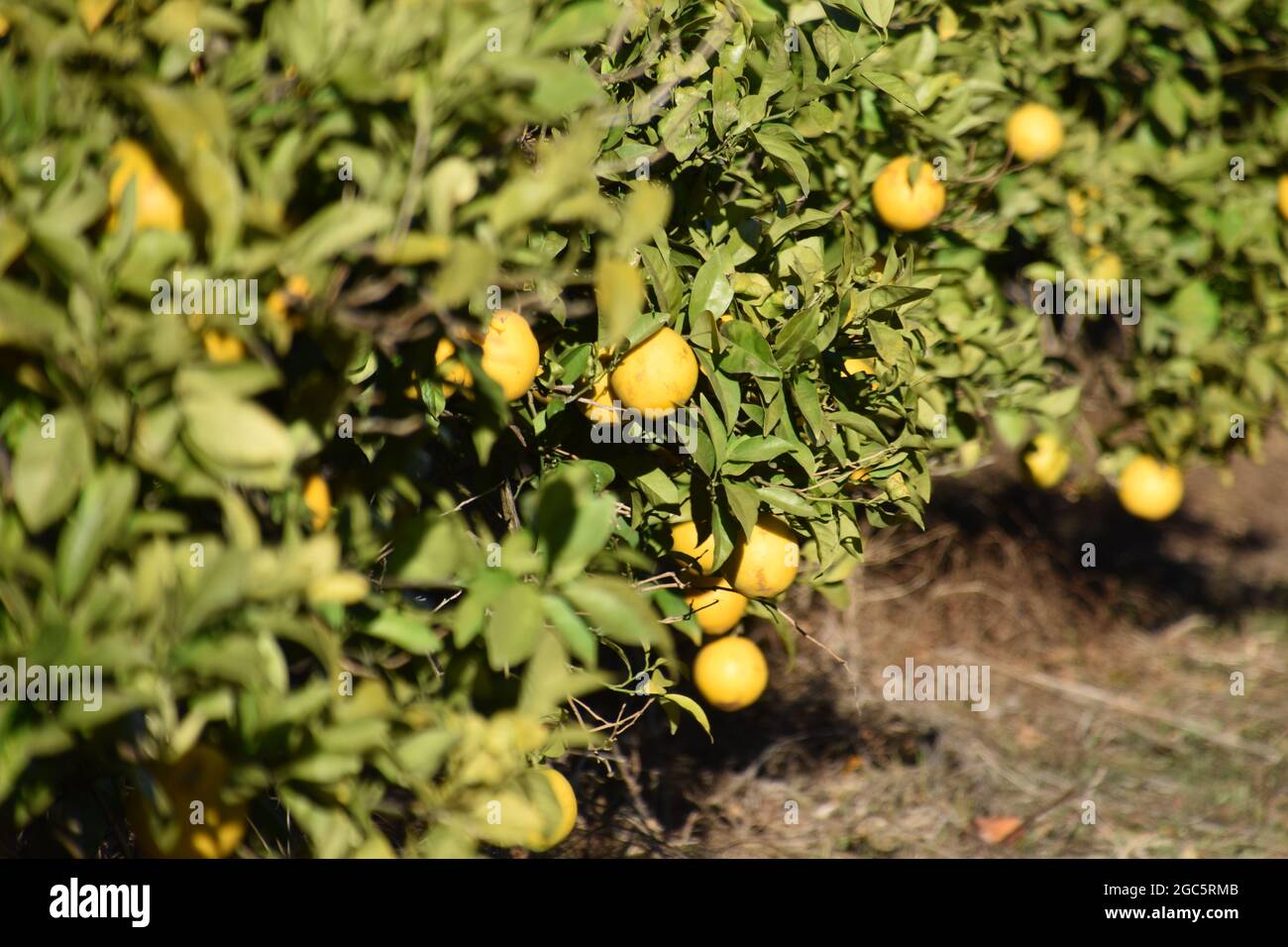 Lemon tree outside in garden hi-res stock photography and images - Alamy