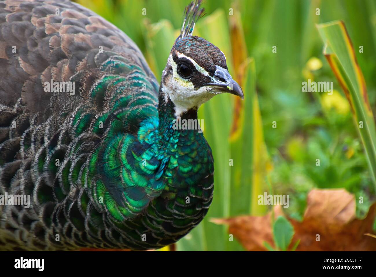 Portugal animal hi-res stock photography and images - Alamy
