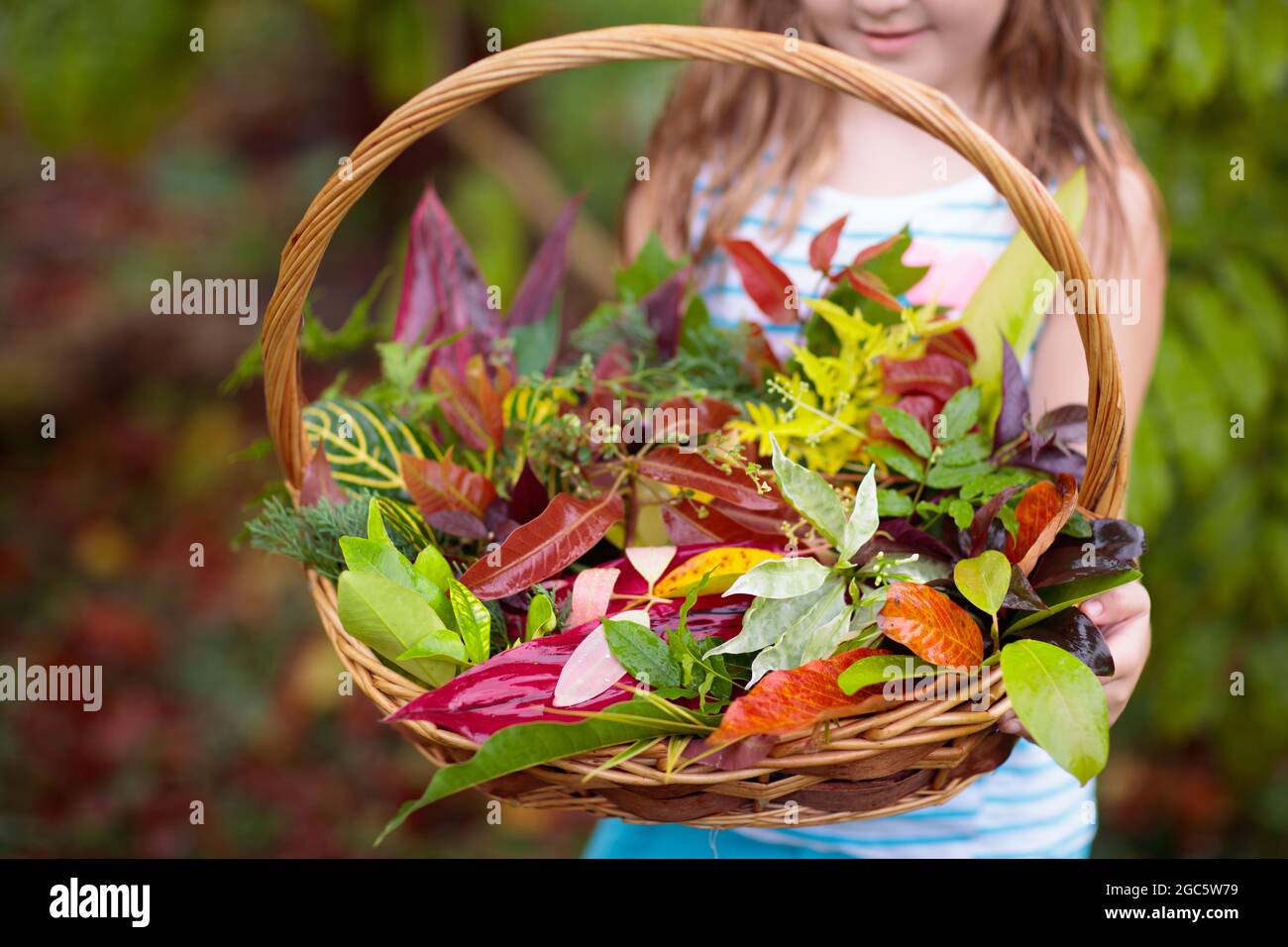Child picking colorful autumn leaves in basket. Kid playing with tree ...