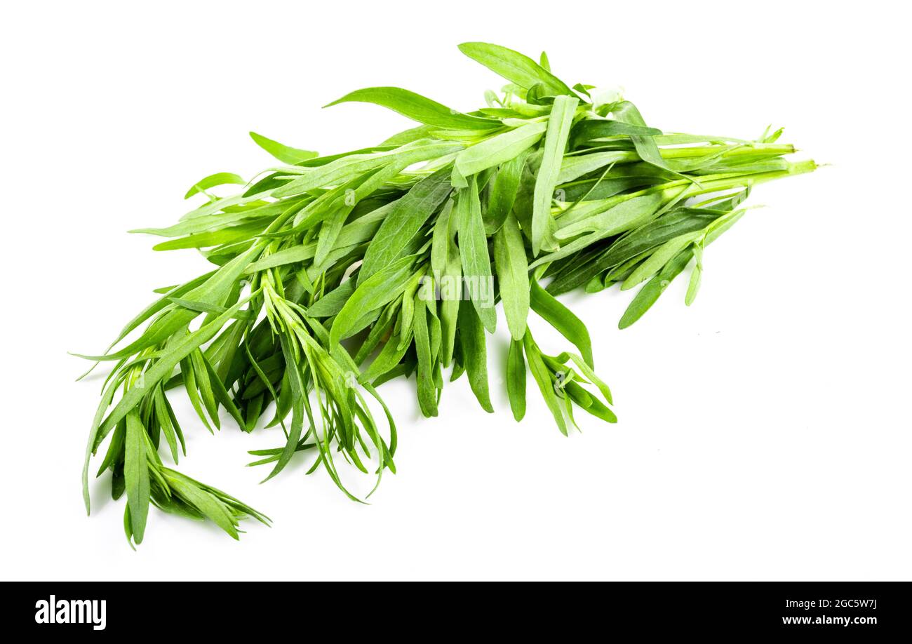 Fresh tarragon grass herb isolated on white background. Macro photo ...
