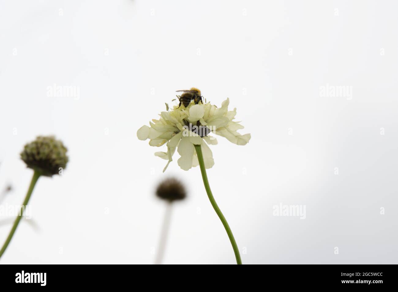 Giant yellow scabious flowers Scabiosa columbaria subsp. ochroleuca ...