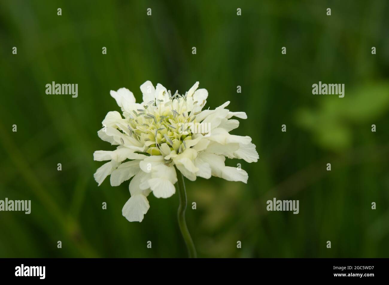 Giant yellow scabious flowers Scabiosa columbaria subsp. ochroleuca ...