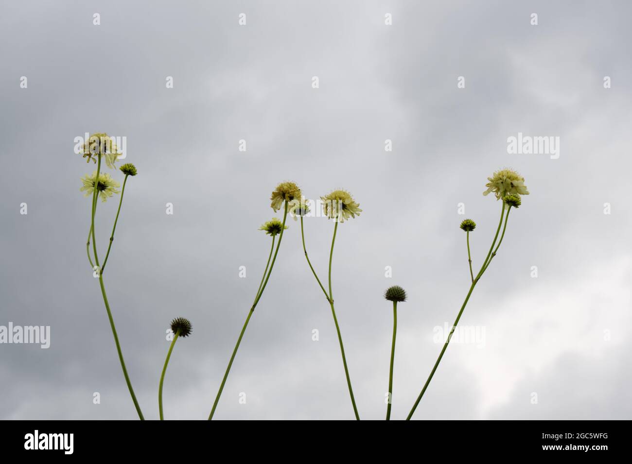 Giant yellow scabious flowers Scabiosa columbaria subsp. ochroleuca ...