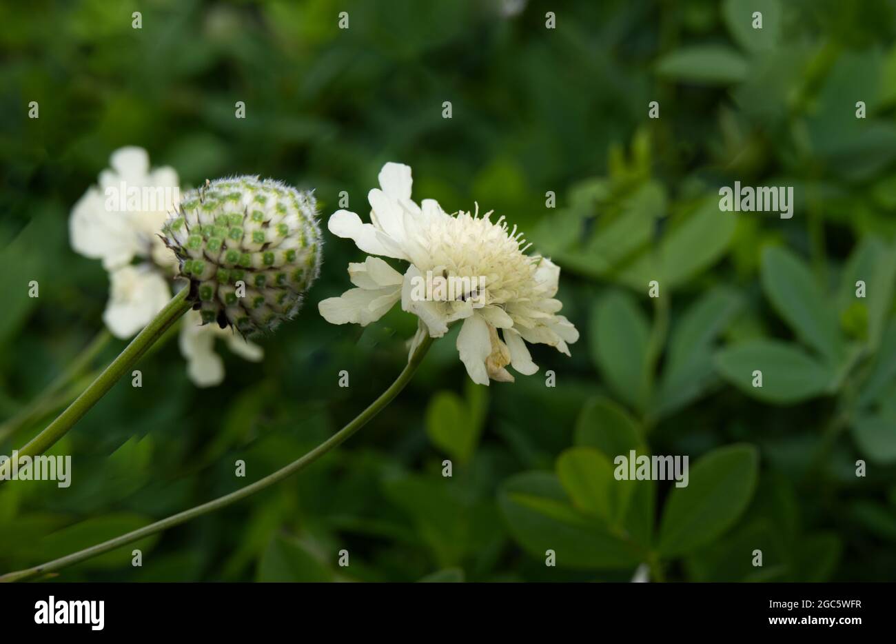 Giant yellow scabious flowers Scabiosa columbaria subsp. ochroleuca ...