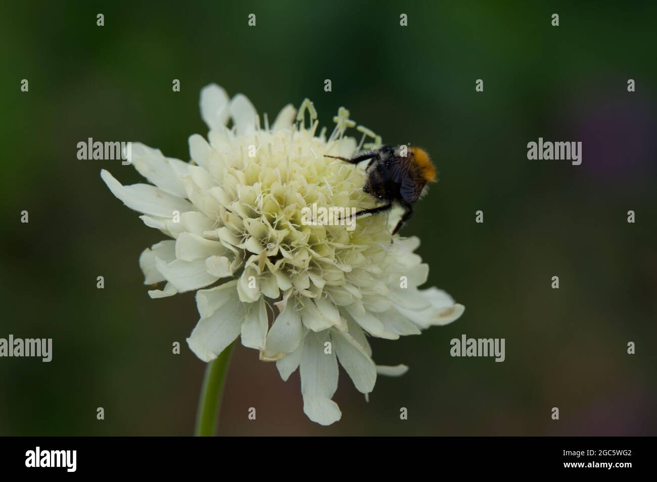 Giant yellow scabious flower Scabiosa columbaria subsp. ochroleuca with ...