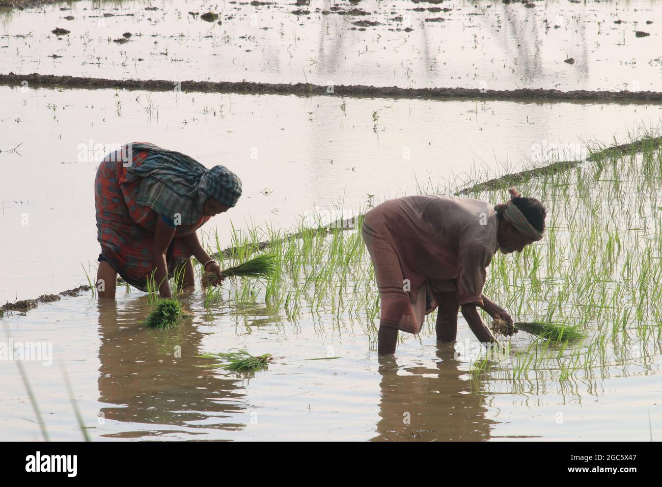 India assam field rice hi-res stock photography and images - Alamy