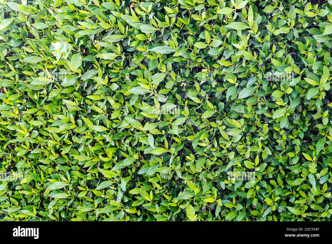 background of green leaves on a bush. Texture of green plants Stock ...