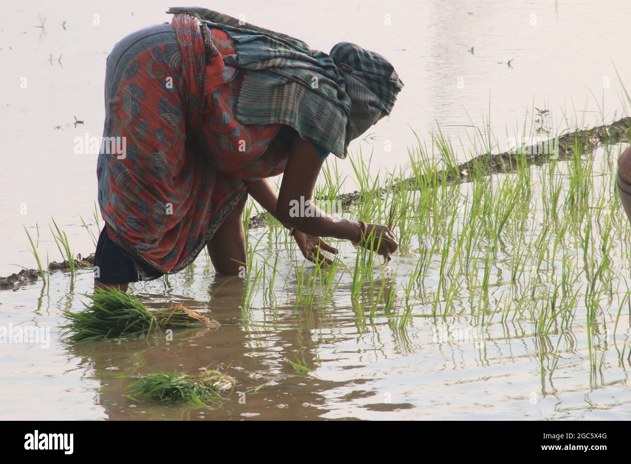 Kolkata, India. 05th Aug, 2021. Farmer planting rice saplings at a ...