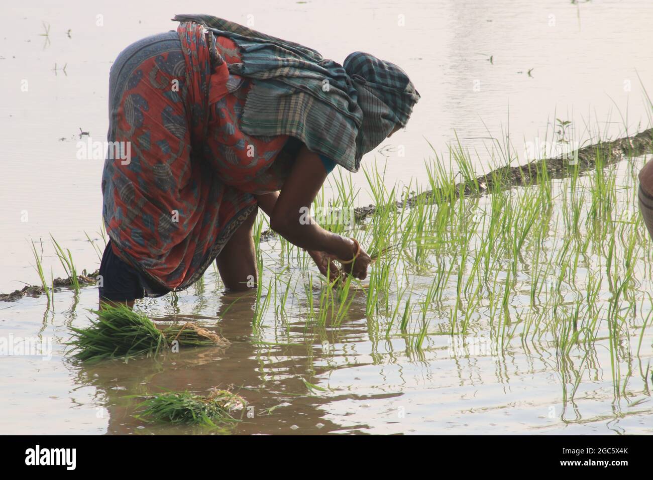 India assam field rice hi-res stock photography and images - Alamy