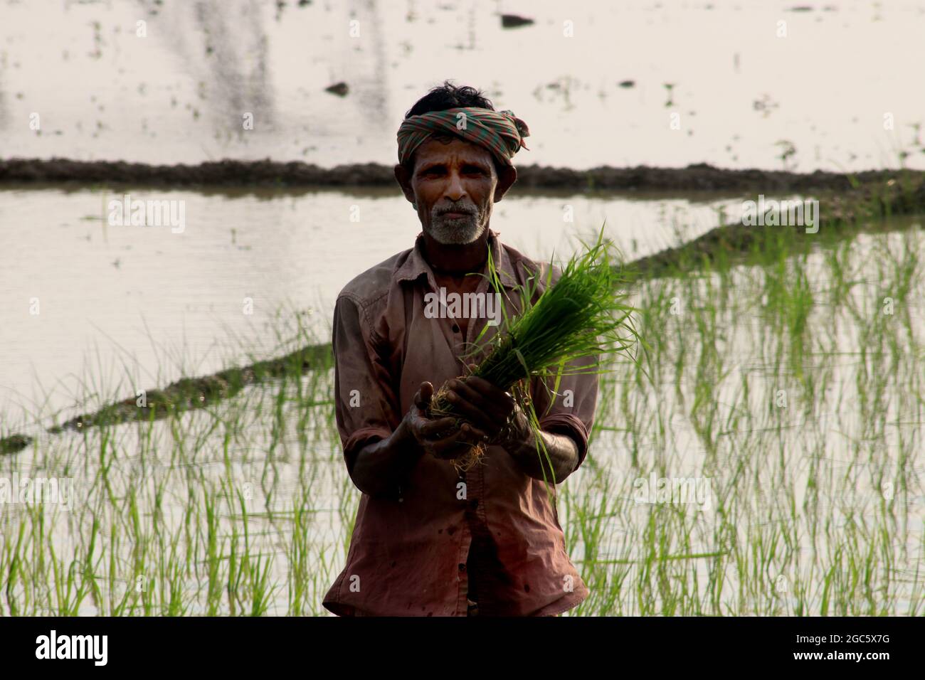Kolkata, India. 05th Aug, 2021. Farmer planting rice saplings at a ...