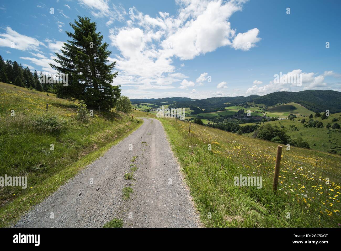 nature landscape in summer in southern germany near bernau in the black ...