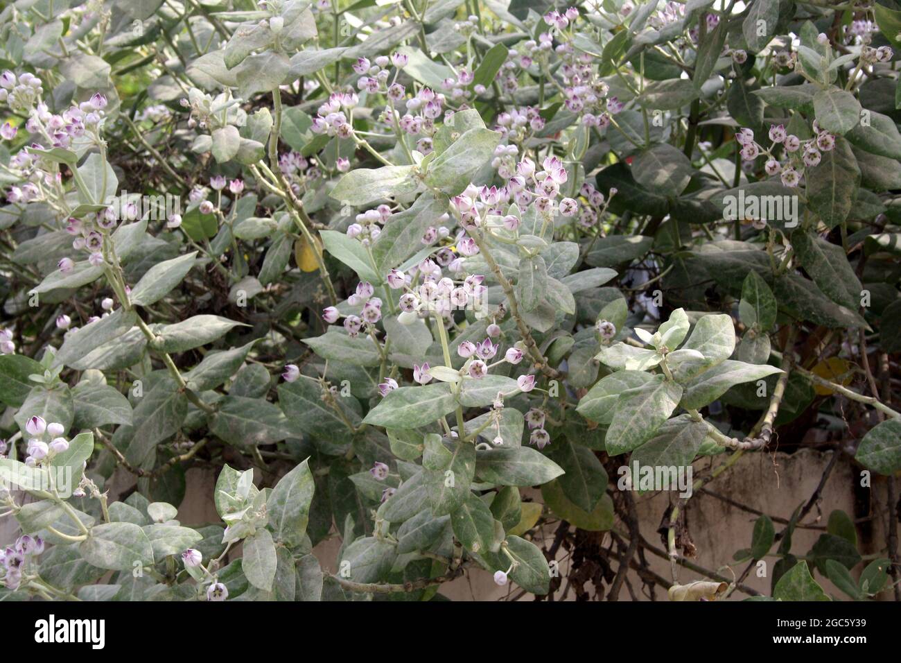 Family of calotropis hi-res stock photography and images - Alamy