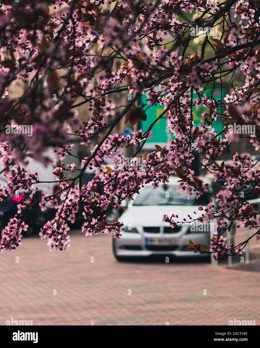 Environment car flower auto automobile hi-res stock photography and ...