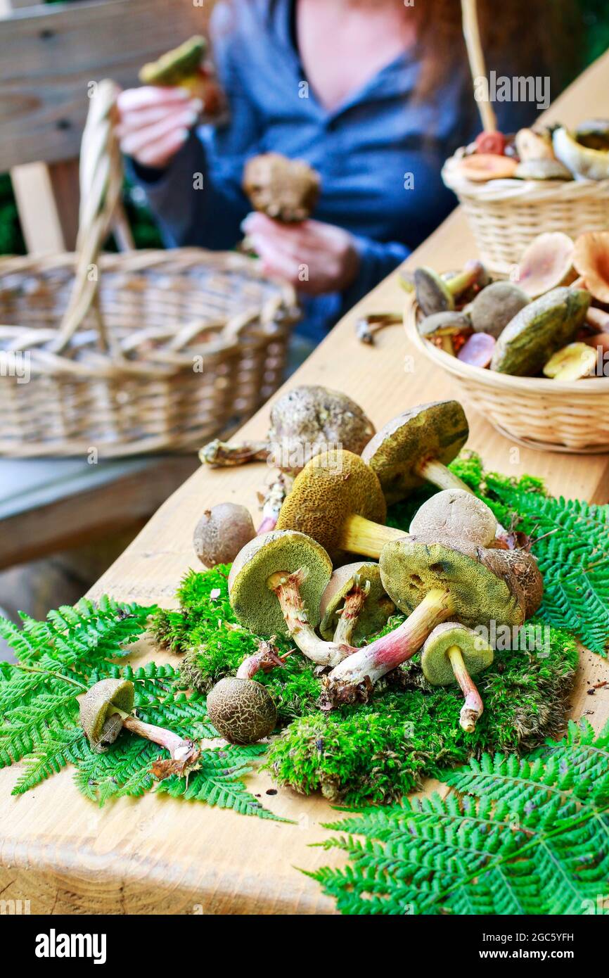 Be careful while mushroom picking - idea. Edible and poisonous mushroom ...