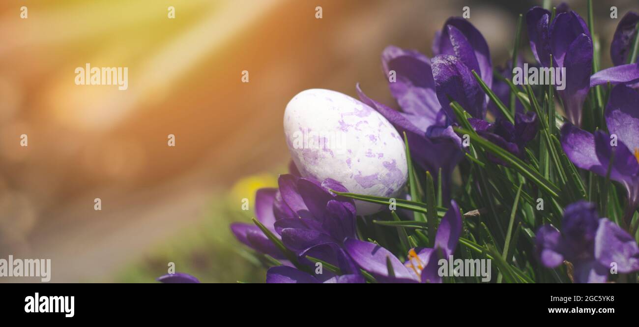 Purple Easter egg in beautiful purple colors. Easter composition Stock ...