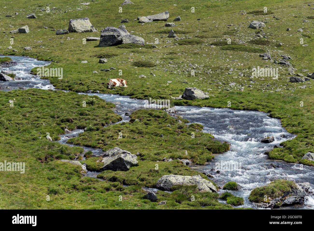 High mountain region cows hi-res stock photography and images - Alamy