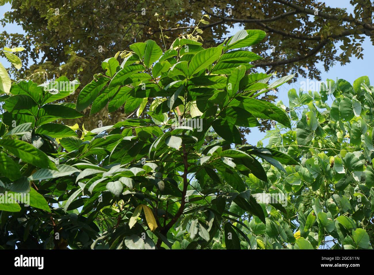 Lepisanthes rubiginosa tree with a natural background. Also called ...