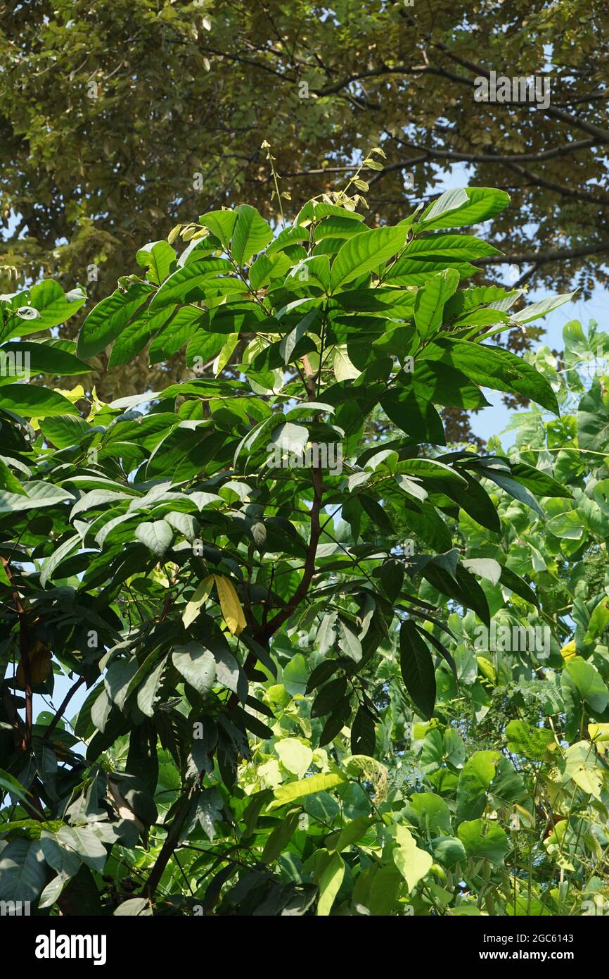 Lepisanthes rubiginosa tree with a natural background. Also called ...
