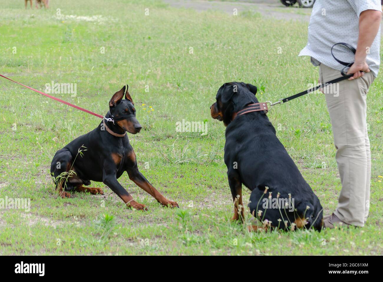 Doberman sitting back hi-res stock photography and images - Alamy
