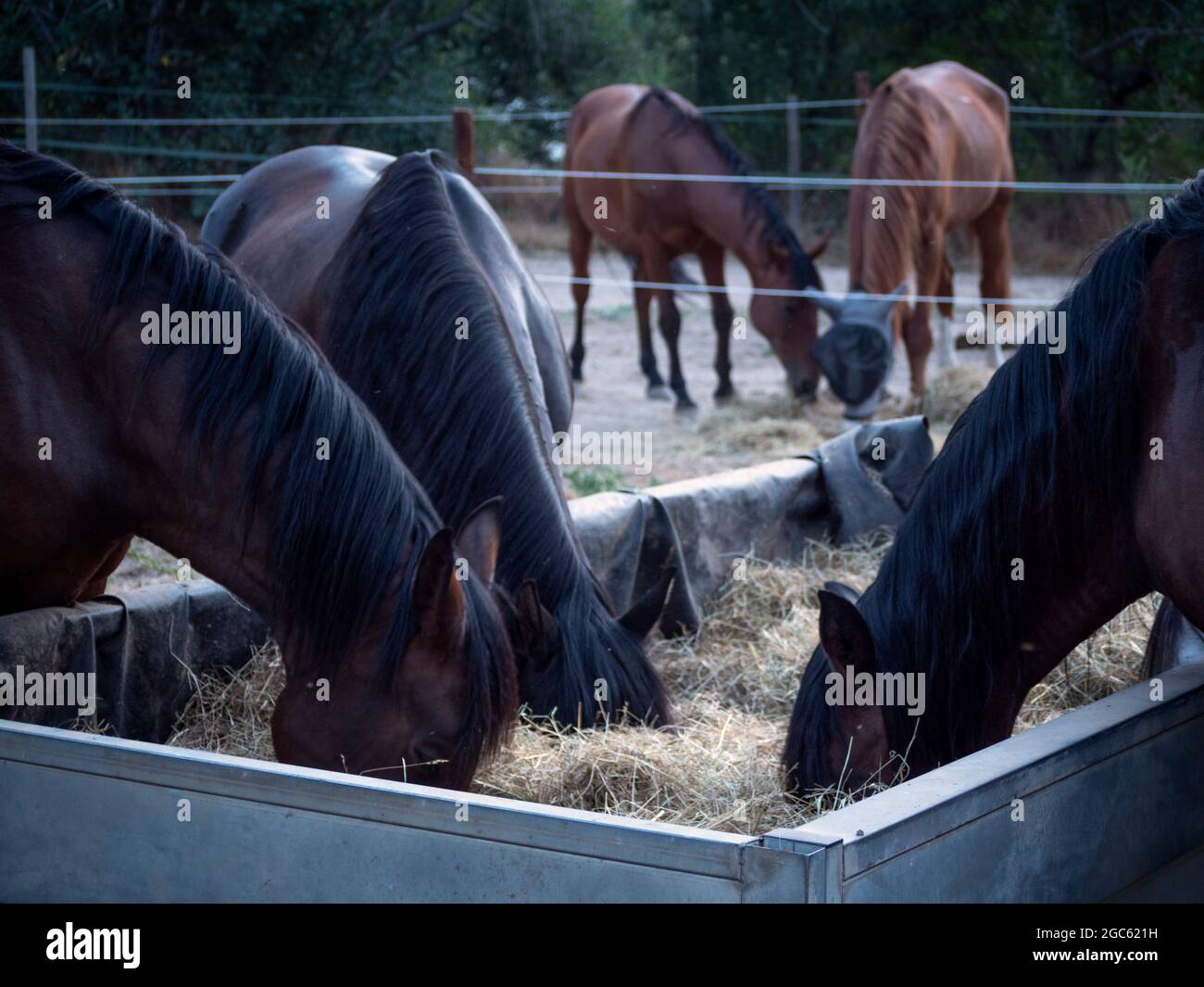 Grain eating animals hi-res stock photography and images - Alamy