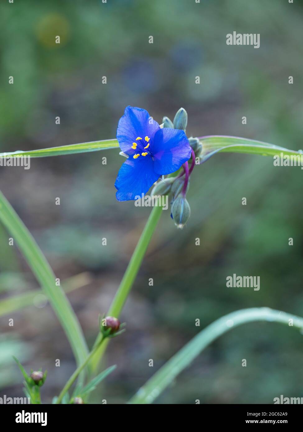 Bluejacket (Tradescantia ohiensis) flower head Stock Photo - Alamy