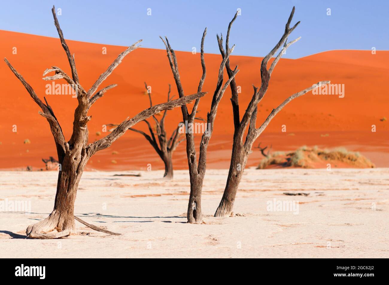 Dunes and dead camel thorn trees , Vachellia erioloba, in the Namib ...