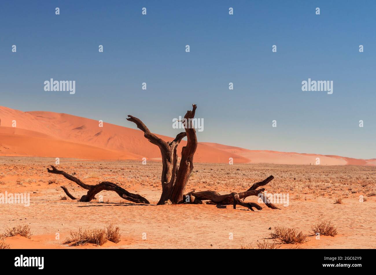 Dunes camel thorn tree , Vachellia erioloba, in the Namib desert ...