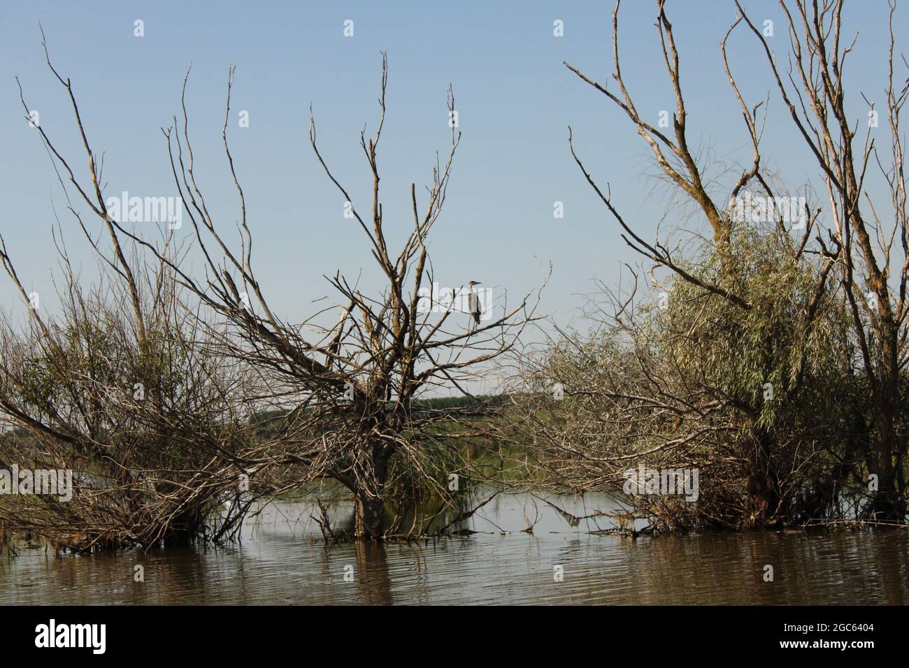 the danube delta, in Roumania,a protected area, with wild landscapes ...