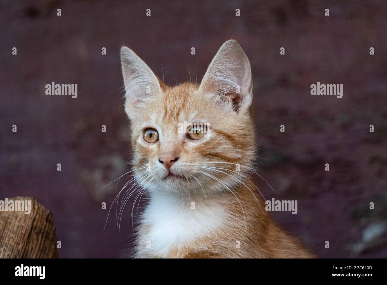 A small ginger and tabby cat carefully observes the surroundings. A ...