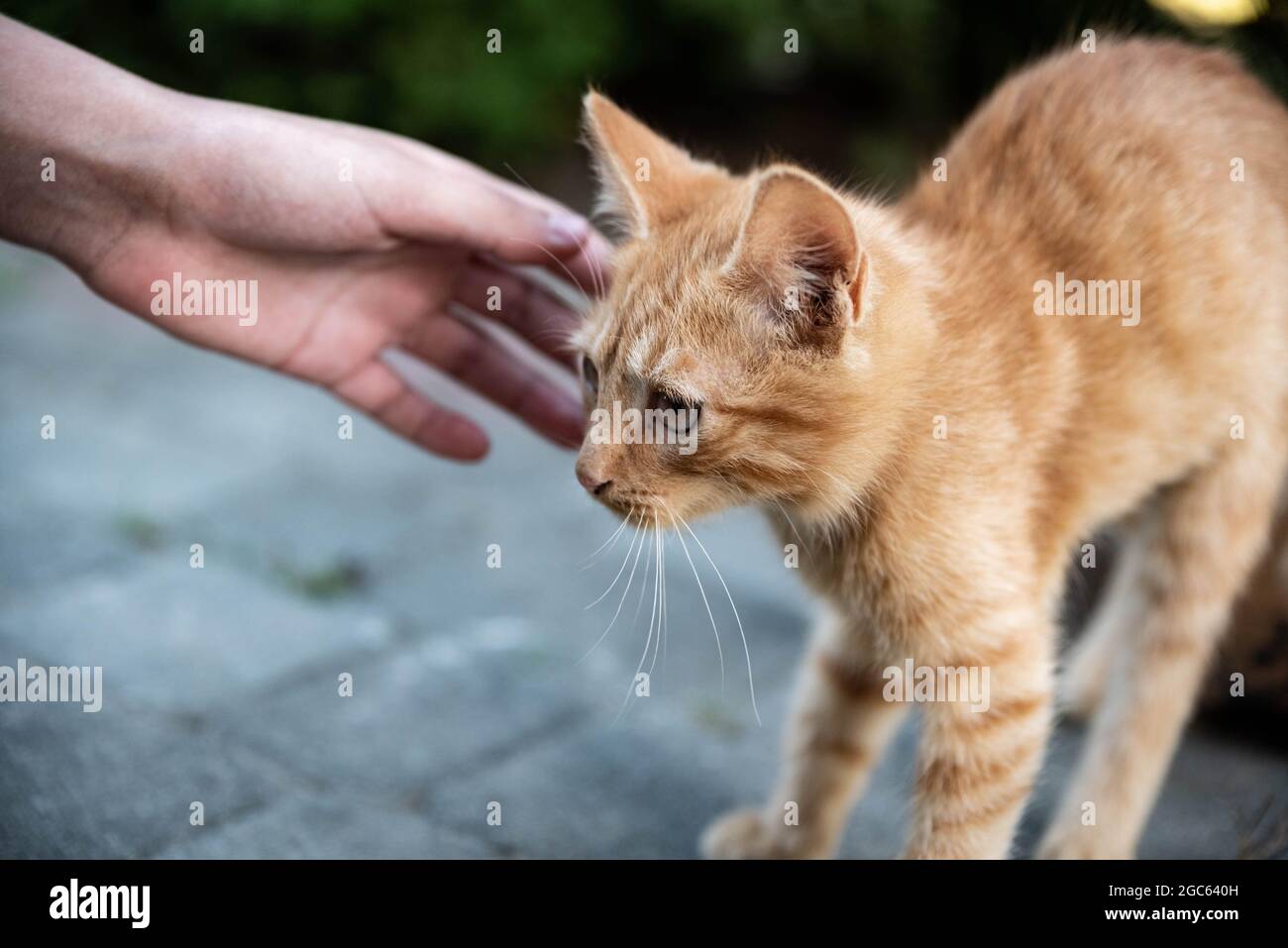 A female hand extended to a small, red and tabby cat. A stressed cat in ...